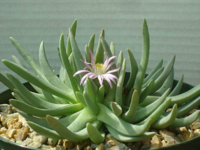 Ebracteola wilmaniae - World of Succulents