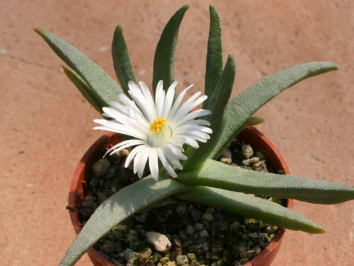 Ebracteola wilmaniae - World of Succulents