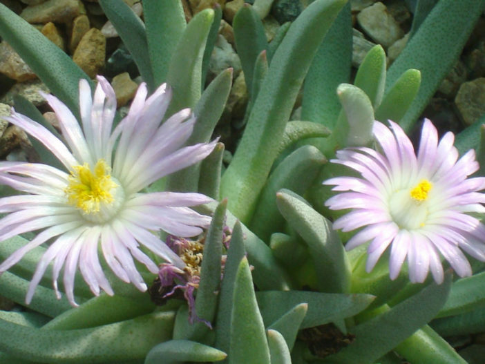 Ebracteola wilmaniae - World of Succulents