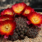 Rebutia canigueralii - World of Succulents