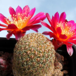 Rebutia canigueralii - World of Succulents