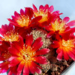 Rebutia canigueralii - World of Succulents
