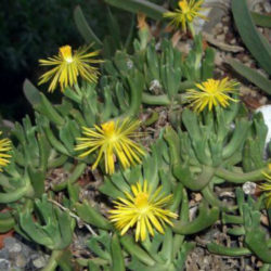 Rhombophyllum dolabriforme (Elkhorn Plant) - World of Succulents