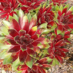 Sempervivum 'Royal Ruby' - World of Succulents