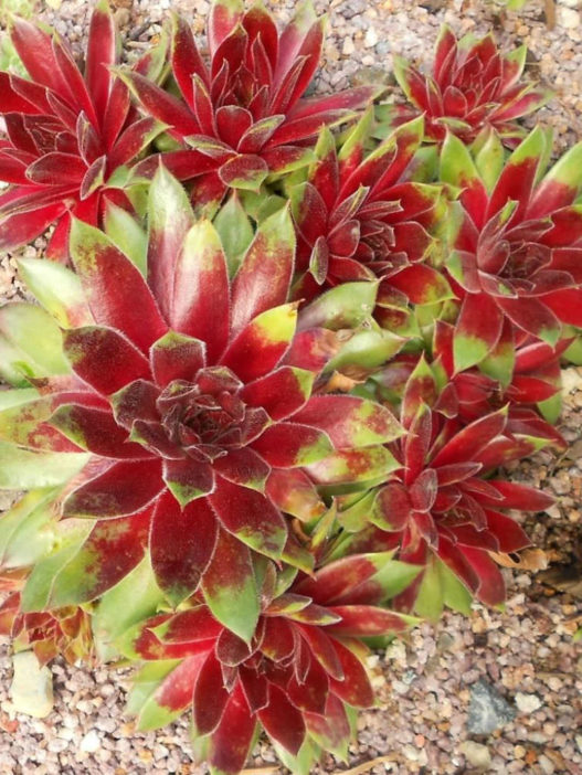 Sempervivum 'Royal Ruby' - World of Succulents