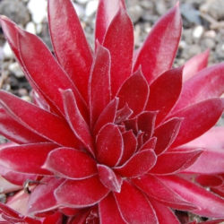 Sempervivum 'Royal Ruby' - World of Succulents