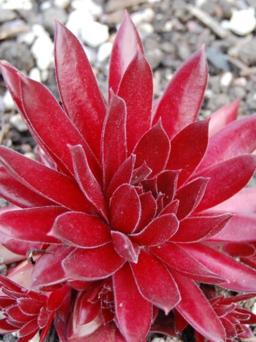 Sempervivum 'Royal Ruby' - World of Succulents