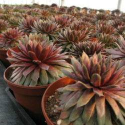 Sempervivum 'Royal Ruby' - World of Succulents