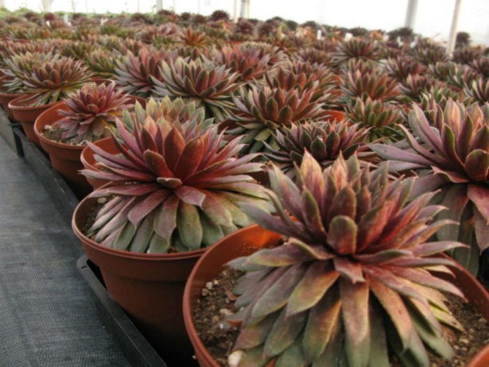 Sempervivum 'Royal Ruby' - World of Succulents