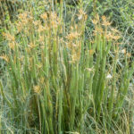 Senecio longiflorus (Paintbrush Flower) - World of Succulents