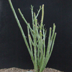 Senecio longiflorus (Paintbrush Flower) - World of Succulents