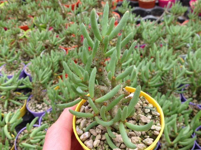 Tylecodon buchholzianus - World of Succulents