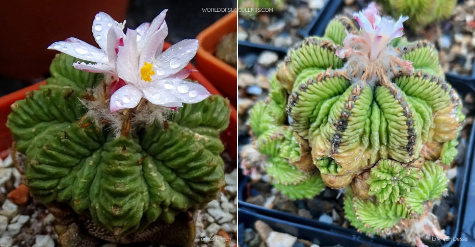 Aztekium ritteri - World of Succulents