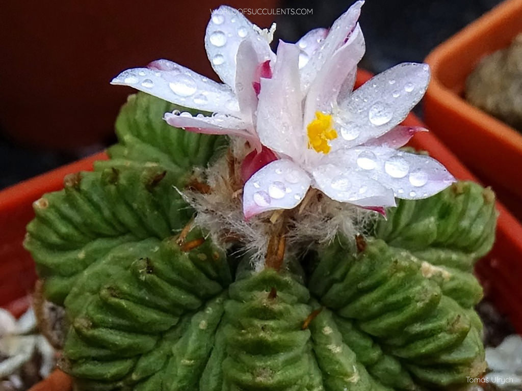 Aztekium ritteri - World of Succulents