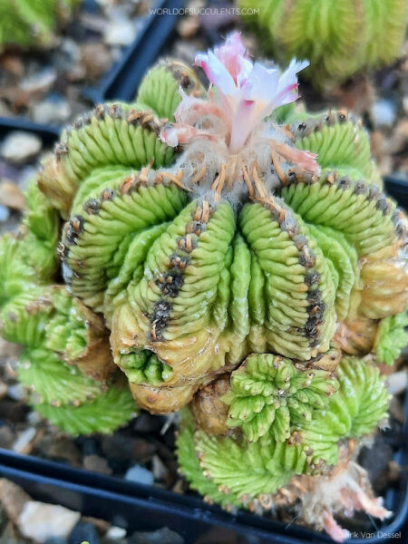 Aztekium ritteri - World of Succulents