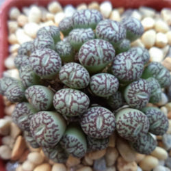 Conophytum wittebergense - World of Succulents