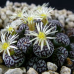 Conophytum wittebergense - World of Succulents