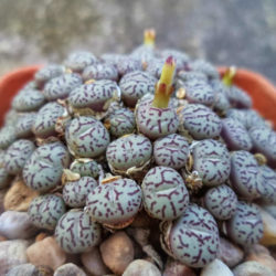 Conophytum wittebergense - World of Succulents