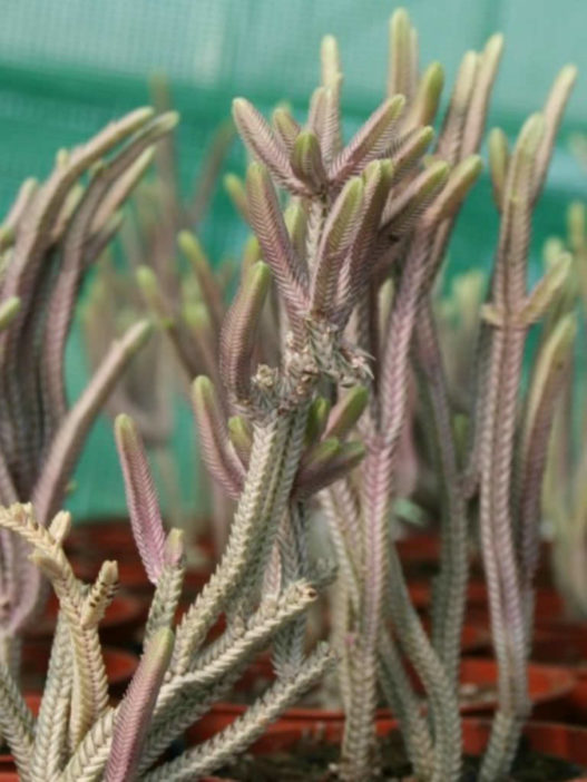 Crassula muscosa f. variegata (Watch Chain) - World of Succulents