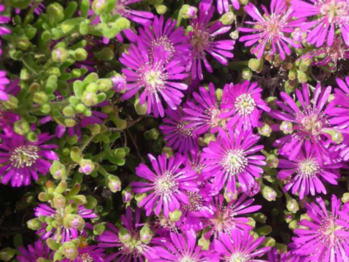 Drosanthemum floribundum - World of Succulents