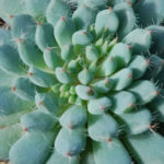 Echeveria setosa var. deminuta - World of Succulents