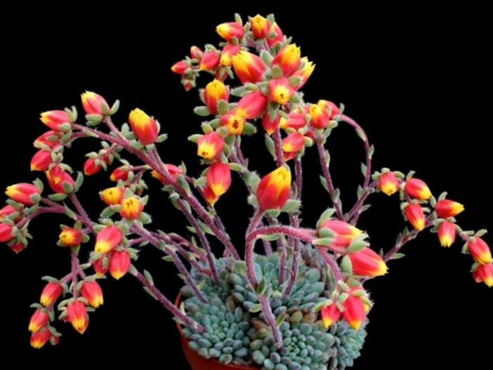 Echeveria setosa var. deminuta - World of Succulents