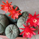 Matucana madisoniorum - World of Succulents
