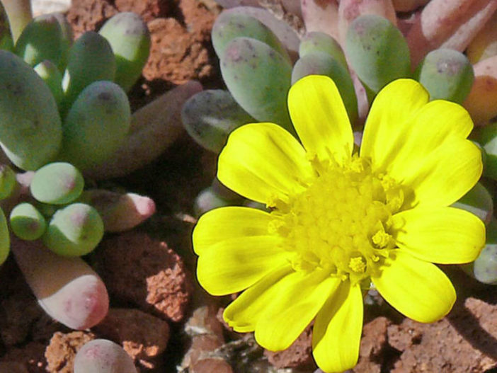 Othonna capensis (Little Pickles) - World of Succulents