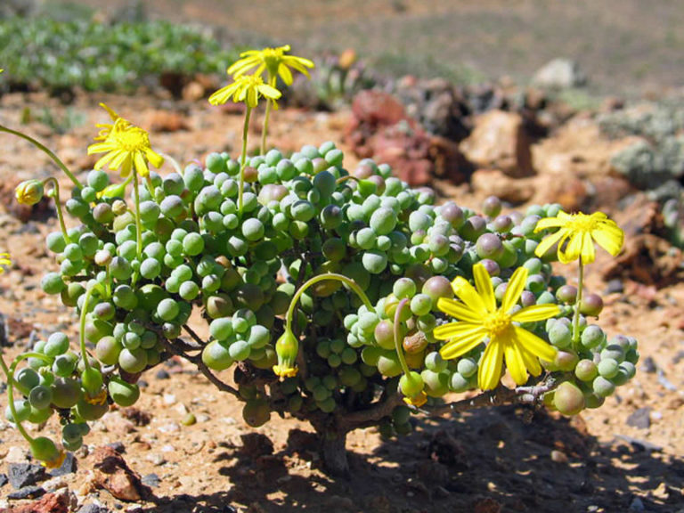 How to Grow and Care for Othonna - World of Succulents