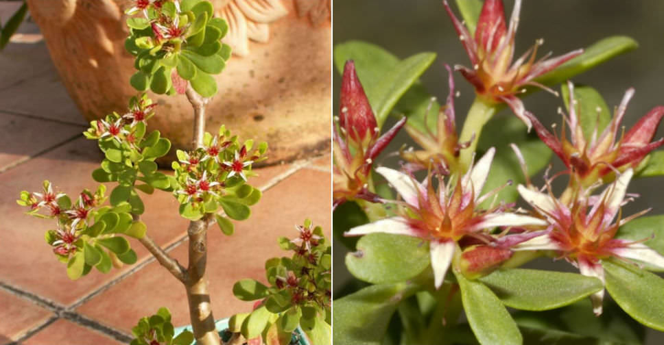 Sedum oxypetalum (Dwarf Tree Stonecrop) - World of Succulents