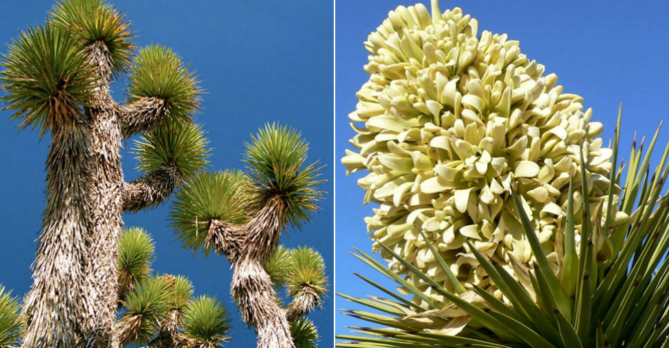 Yucca brevifolia (Joshua Tree) - World of Succulents
