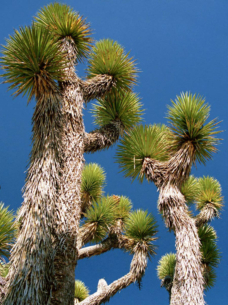 Yucca Brevifolia Joshua Tree World Of Succulents