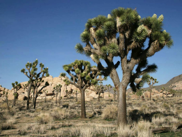 Yucca brevifolia (Joshua Tree) - World of Succulents