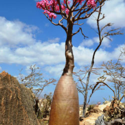 Adenium obesum subsp. socotranum - World of Succulents
