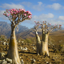 Adenium obesum subsp. socotranum (Socotran Desert Rose) aka Adenium ...