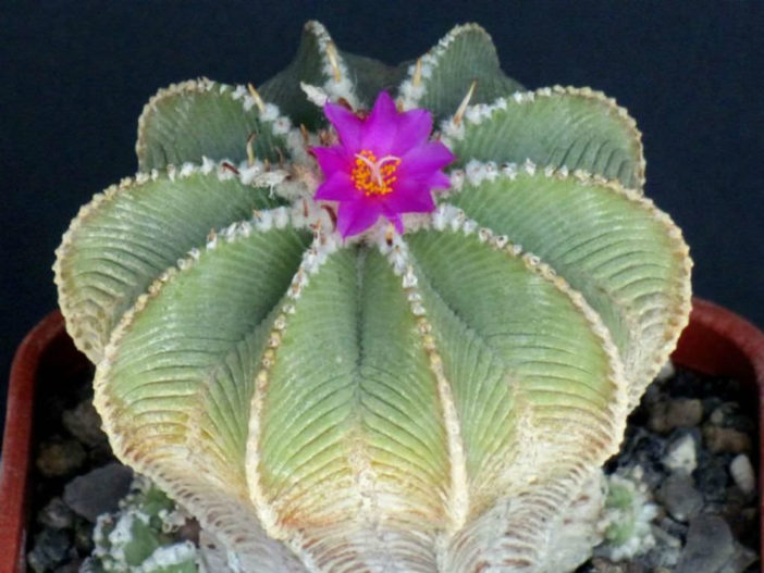 Aztekium hintonii - World of Succulents