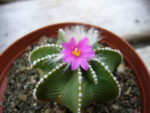 Aztekium hintonii - World of Succulents