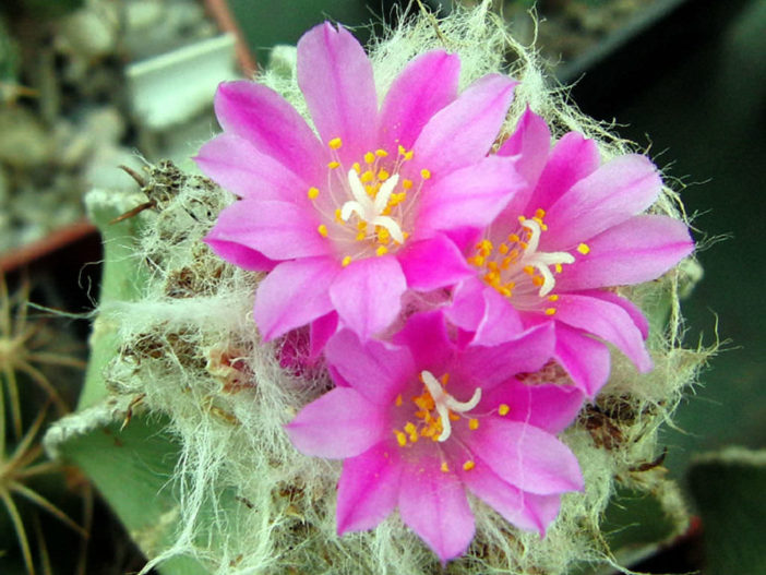Aztekium hintonii - World of Succulents