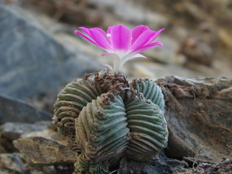 Aztekium valdezii - World of Succulents