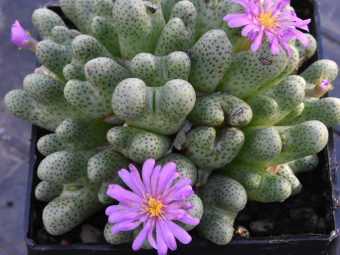 Conophytum marginatum subsp. haramoepense - World of Succulents