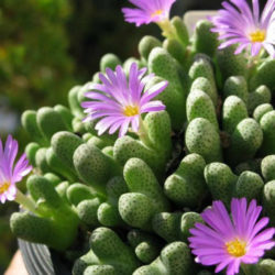 Conophytum marginatum subsp. haramoepense - World of Succulents