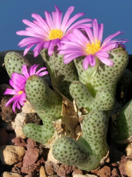 Conophytum marginatum subsp. haramoepense - World of Succulents