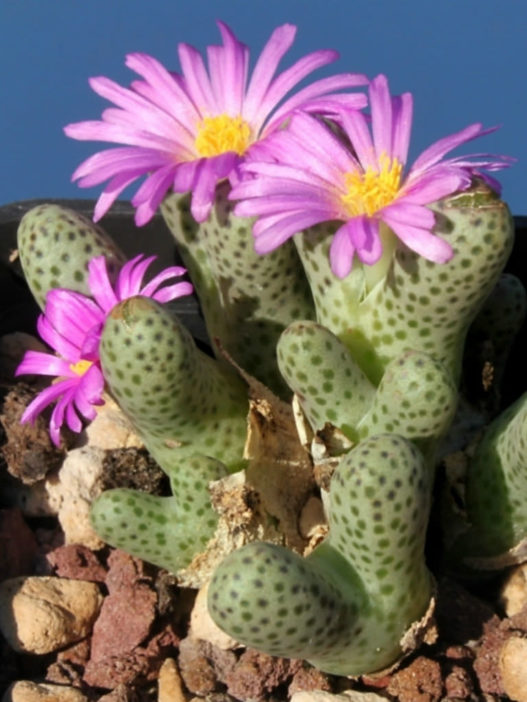 Conophytum marginatum subsp. haramoepense - World of Succulents