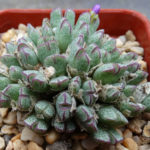 Conophytum marginatum - World of Succulents