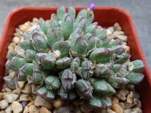 Conophytum marginatum - World of Succulents