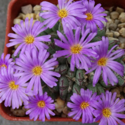 Conophytum marginatum - World of Succulents