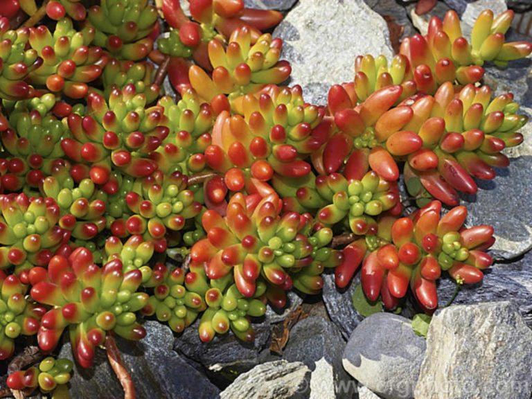 9 Easy Care Sedums - World of Succulents