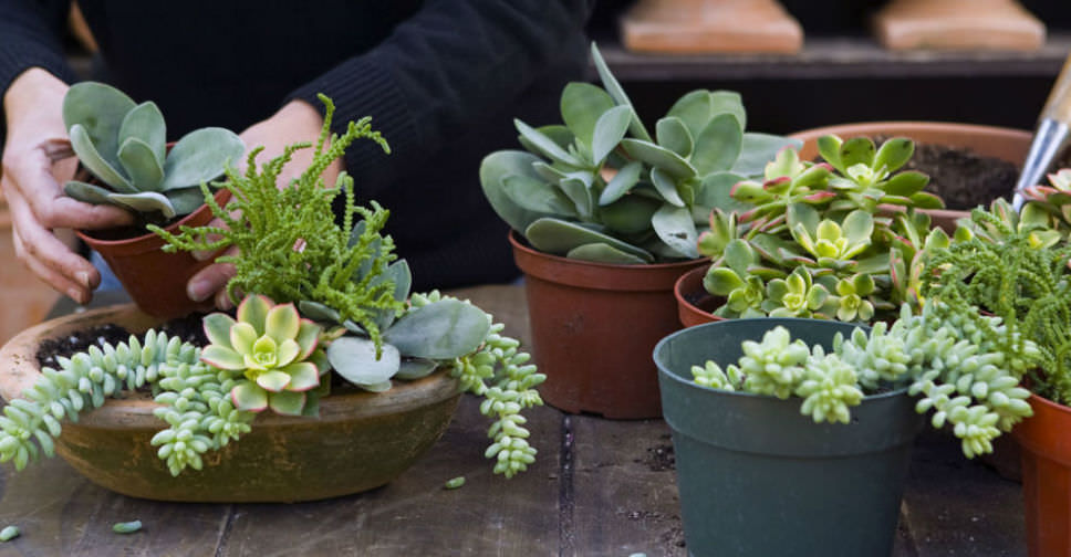 Everything You Need to Know About Growing and Caring for Succulents ...