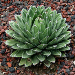 Agave victoriae-reginae - World of Succulents