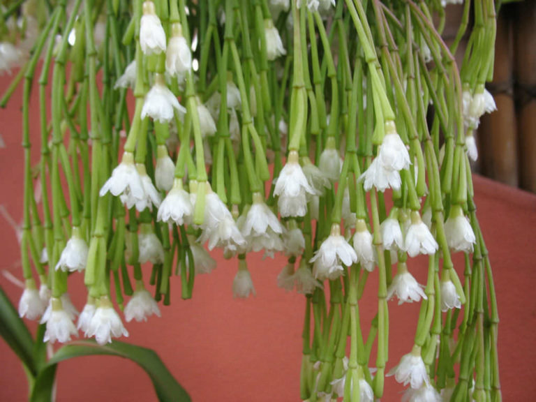 Rhipsalis clavata - World of Succulents